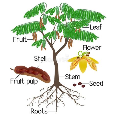 Tamarind Tree Drawing Easy At Sean Goss Blog