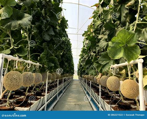 Growing Melons In The Home Garden Japanese Melon Grow In Closed System