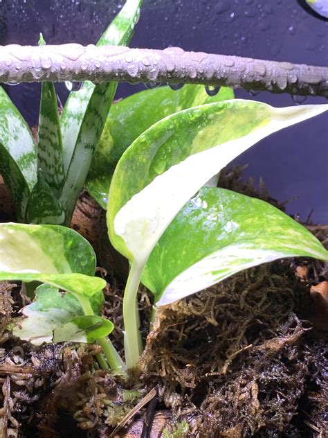 Amazing Leaf On My Variegated Golden Pothos In My Ball Python Enclosure