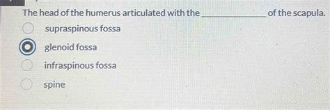 Solved The Head Of The Humerus Articulated With The Of The Scapula Supraspinous Fossa Glenoid