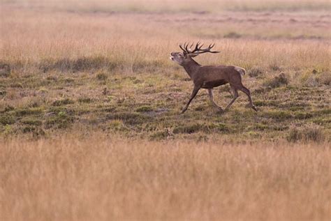 필드에 실행 하는 레드 사슴 사슴 Bellowing 9월에 대한 스톡 사진 및 기타 이미지 9월 Veluwe 갈색
