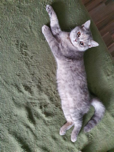 Шотландские котята скоттиш фолд скоттиш страйт