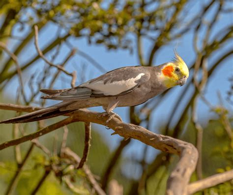 How Long Does It Take For Cockatiel Tail Feathers To Grow Back 5 Key