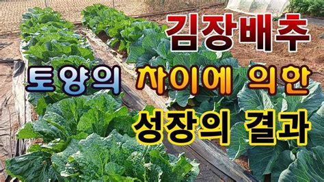 텃밭농부858 김장배추 토양에 따른 성장의 속도와 결과 비교 배추재배 Youtube
