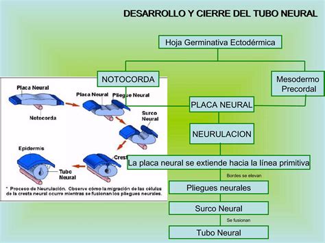 Desarrollo Embriologico Del Sistema Nervioso Ppt