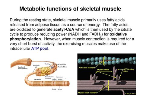 Ppt Metabolic Integration 1 Metabolic Profiles Of Major Organs