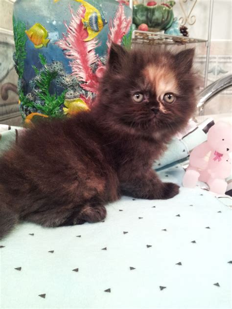 Female Tortoiseshell Persian Cat Kittens And Puppies Cats And Kittens
