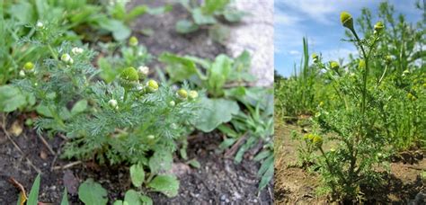 How To Grow Chamomile Indoors And In A Pot Flower Blog