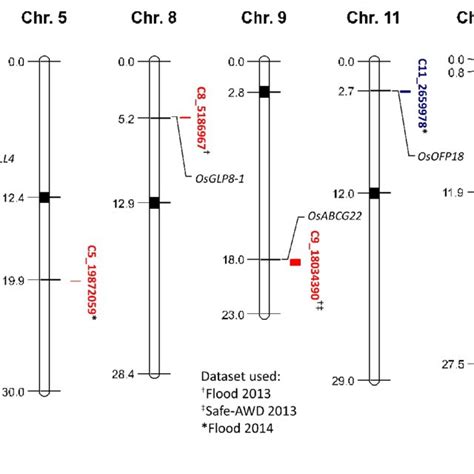 Map Of Quantitative Trait Loci Qtls Affecting Brown Rice Grain
