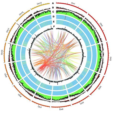 Distribution Of A Pseudosieboldianum Genomic Features A Circular