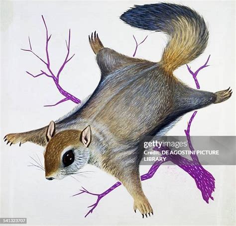 Phalanger Photos And Premium High Res Pictures Getty Images