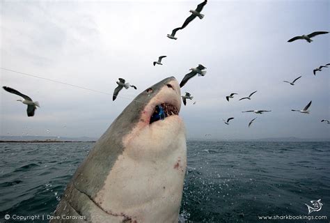 Great White Shark Breaching Wallpaper At Helen Ball Blog