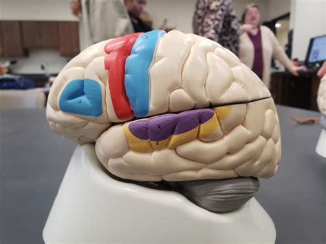 Cortical Areas Diagram Quizlet