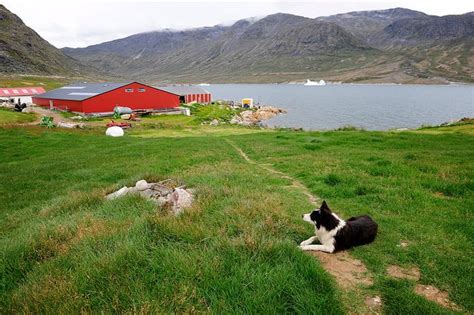 View Over Sheep Farm In South Greenland
