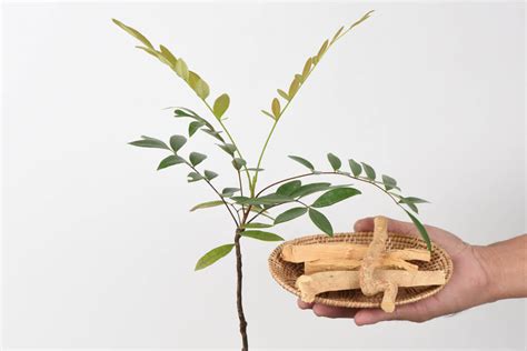 Tongkat Ali Side Effects Liver Cautions And Notable Dosage Vinatura