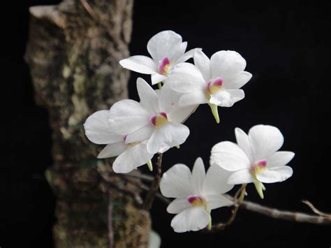 蘭花的故事 Dendrobium Fytchianum 菲奇石斛