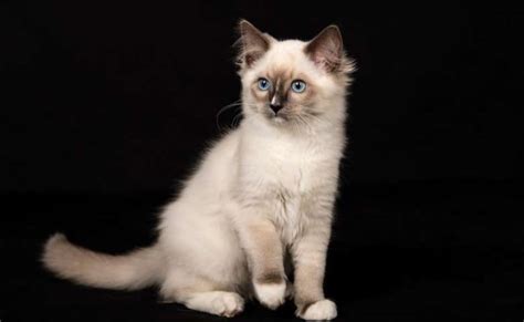 Types Of Ragdoll Mitted Cat Blue Mitted Ragdoll Cat Seal Lilac