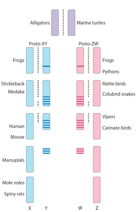 Molecular Evolution Forum Rodents With No Y Chromosome And Decay Of