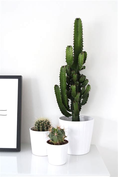 Cactus Design Pinterest Home