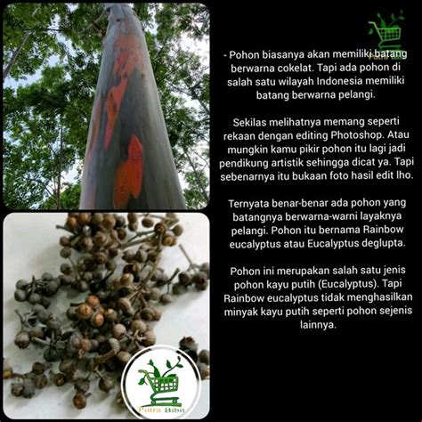 Jual Benih Biji Pohon Pelangi Tanaman Kayu Unik Hias Rainbow Eucalyptus