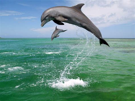 Bottlenose Dolphin Wallpaper X