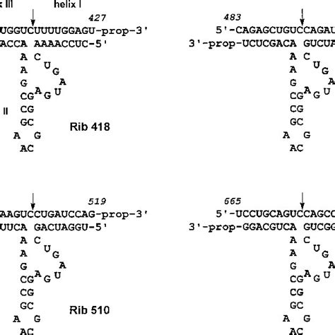 Structures Of Synthetic Ribozyme Substrate Complexes For The Guc