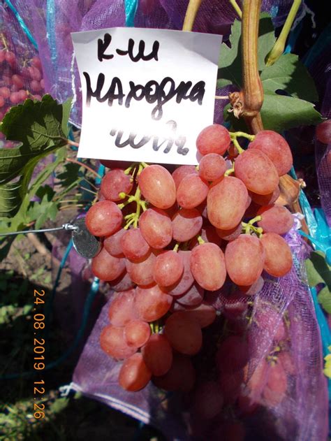 Виноград кишмиш Находка