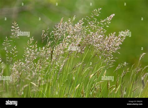Common Bent Grass Agrostis Capillaris In A Meadow Near Monyash