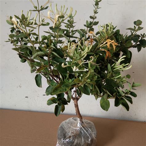 金银花苗室内浓香花卉盆栽爬藤庭院种植北花一号金银花树苗食药用 虎窝淘