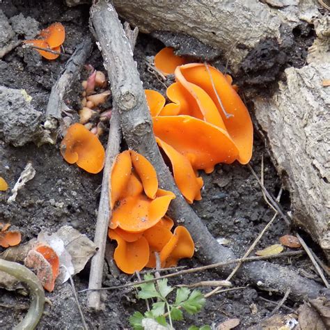 Free Picture Orange Peel Fungus Aleuria Aurantia Endemic Specie Mushroom
