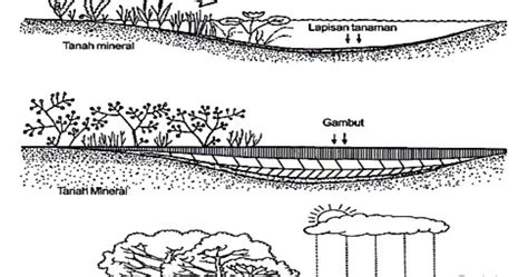 Pengertian Dan Karakteristik Lahan Gambut Restorasi Gambut