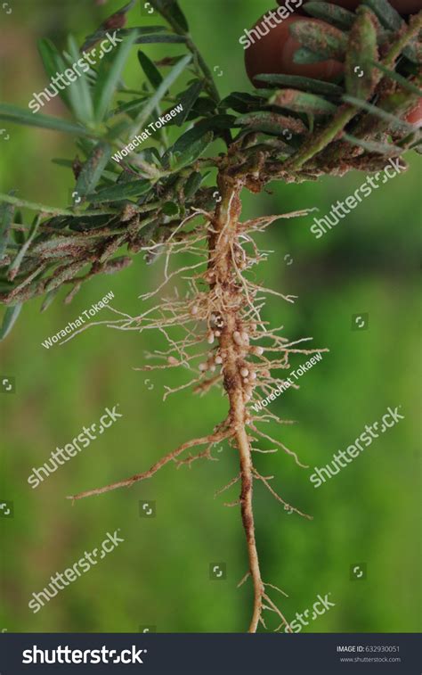 453 Imagens De Nodules Root Imagens Fotos Stock E Vetores Shutterstock