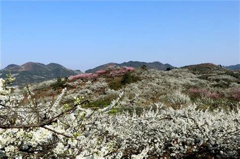 合川滿山李花如香雪 休閒踏青正當時 每日頭條