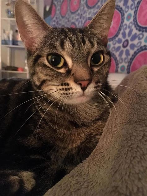 This Is Kiti | Cute cats HQ - Pictures of cute cats and kittens Free ...