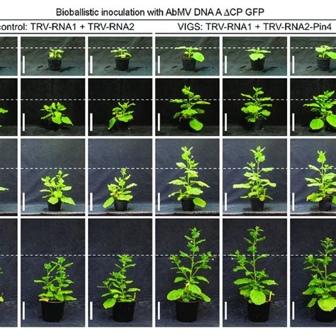 Double Inoculation Of Tobacco Rattle Virus Trv Left Or The Trv Pin4 Download Scientific