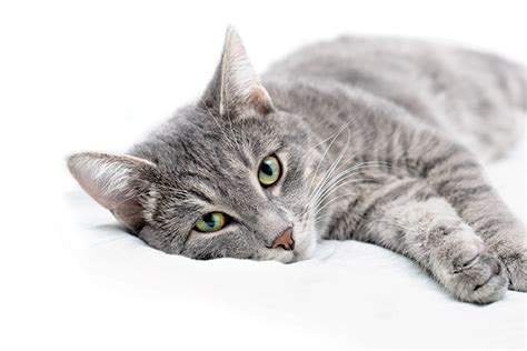 Feline Lower Urinary Tract Disease Flutd The Cat Hospital Of Media