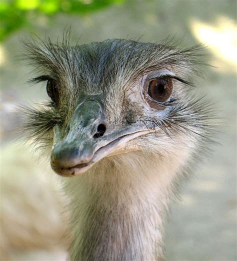 Greater Rhea Rhea Americana Stock Image Image Of Wing Argentina