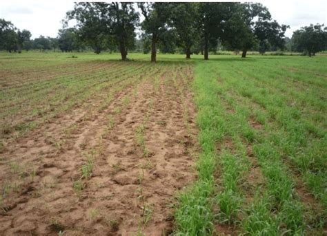 Contingency Crop Planning By Gap Filling Download Scientific Diagram