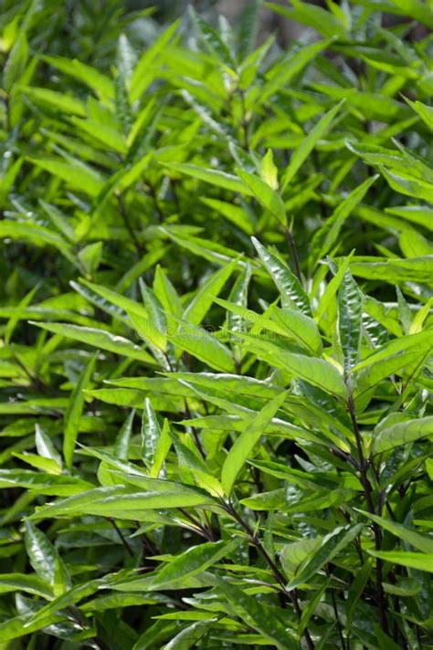 Barleria Lupulina Plants In Nature Garden Stock Image Image Of Close