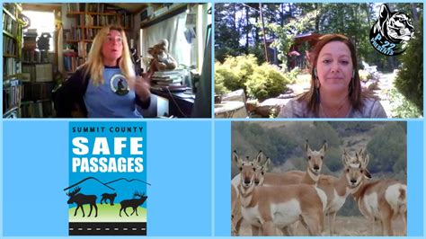 P 22 Presents Wildlifecrossingweek Summit County Safe Passages