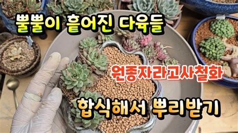 뿔뿔이 흩어진 원종자라고사철화 합식해서 뿌리받기 다육식물 다육이 다육하우스 다육이키우기 다육이합식 Youtube