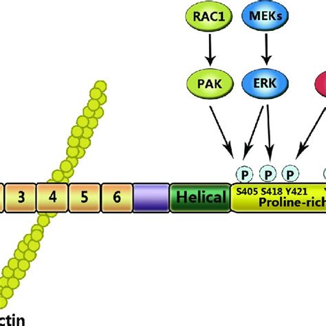 The Role Of Cortactin In Invadopodia Formation And Extracellular Matrix