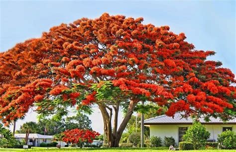 Cây Phượng Vĩ Đặc điểm Ý Nghĩa Phong Thủy Và Công Dụng Xanh Bonsai