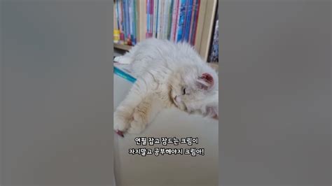 크림 Vlog 공부하기 싫어 잠든 고양이 크림아 일어나~~ 😂 고양이일상 Cat Youtube
