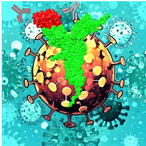 A Hidden Strategy How Sars Cov 2 Uses Fibrinogen To Evade The Immune System