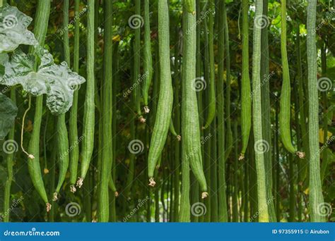 Many Smooth Loofah Or Long Luffa Luffa Cylindrica L M Roem Stock Image