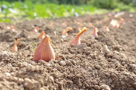 Vous aimez les échalotes Voici astuces pour les faire pousser dans votre jardin potager