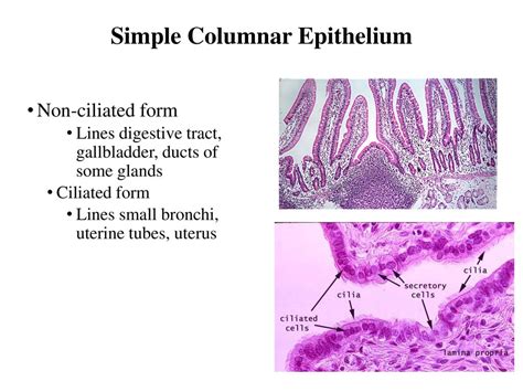 Chapter 4 Epithelial Tissue Ppt Download