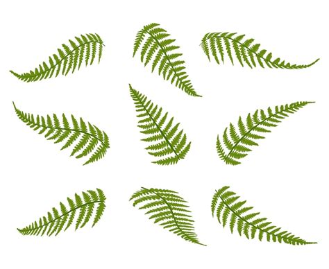 Premium Vector Set Of Fern Frond Vector Flat Illustration