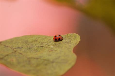 30000 Free Lady Bug And Ladybug Images Pixabay